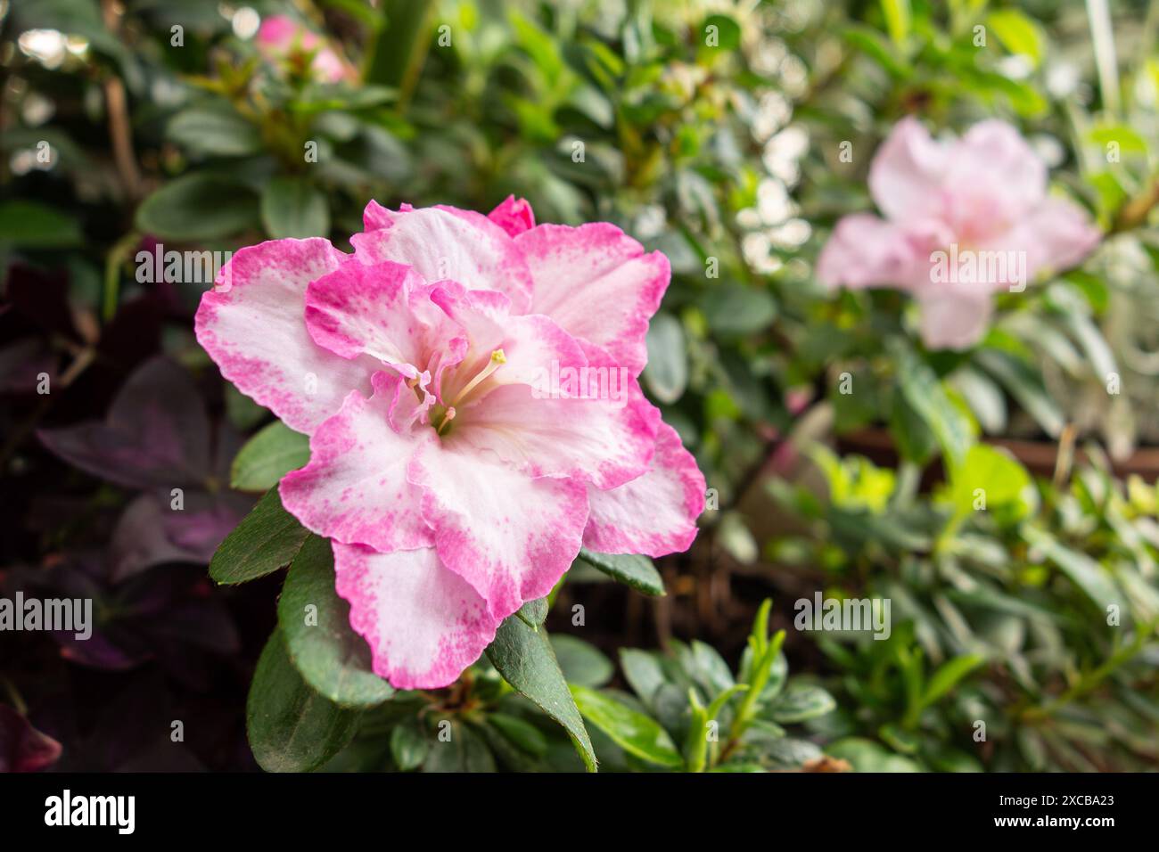 Pink rhododendron indicum plant and flower known as macranthum azalea ...