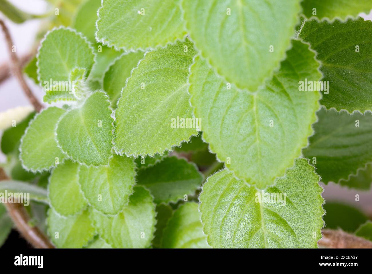 Coleus Plectranthus Amboinicus (Mexican mint) semi-succulent perennial ...