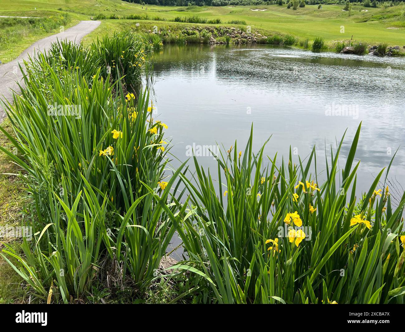 Biotope sind Naturschutzgebiete mit Wasser und vielen Pflanzen und ...