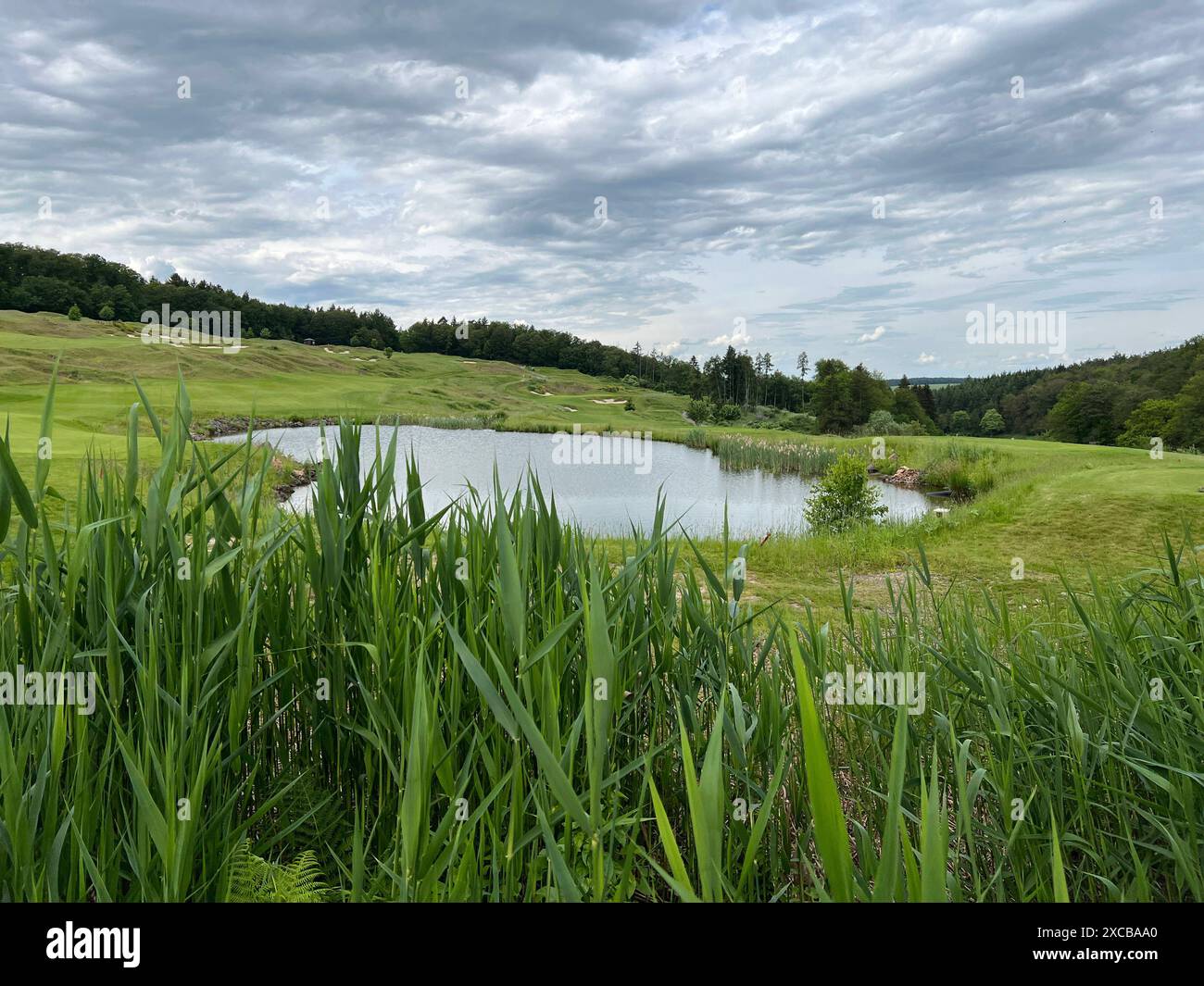 Biotope sind Naturschutzgebiete mit Wasser und vielen Pflanzen und ...