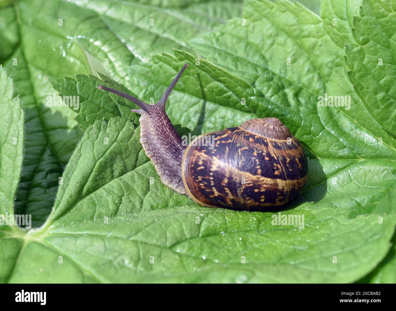 Gefleckte Weinbergschnecke, Cornu aspersum sind Gehaeuseschnecken die ...