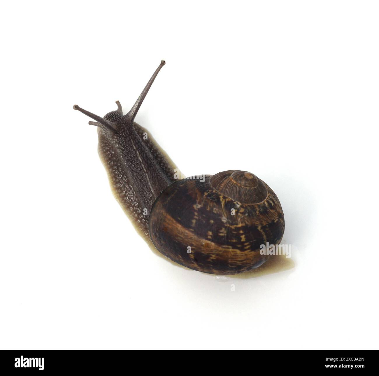 Gefleckte Weinbergschnecke, Cornu aspersum sind Gehaeuseschnecken die ...