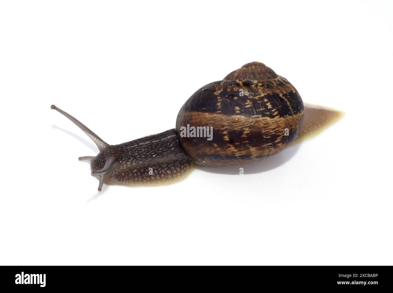 Gefleckte Weinbergschnecke, Cornu aspersum sind Gehaeuseschnecken die ...