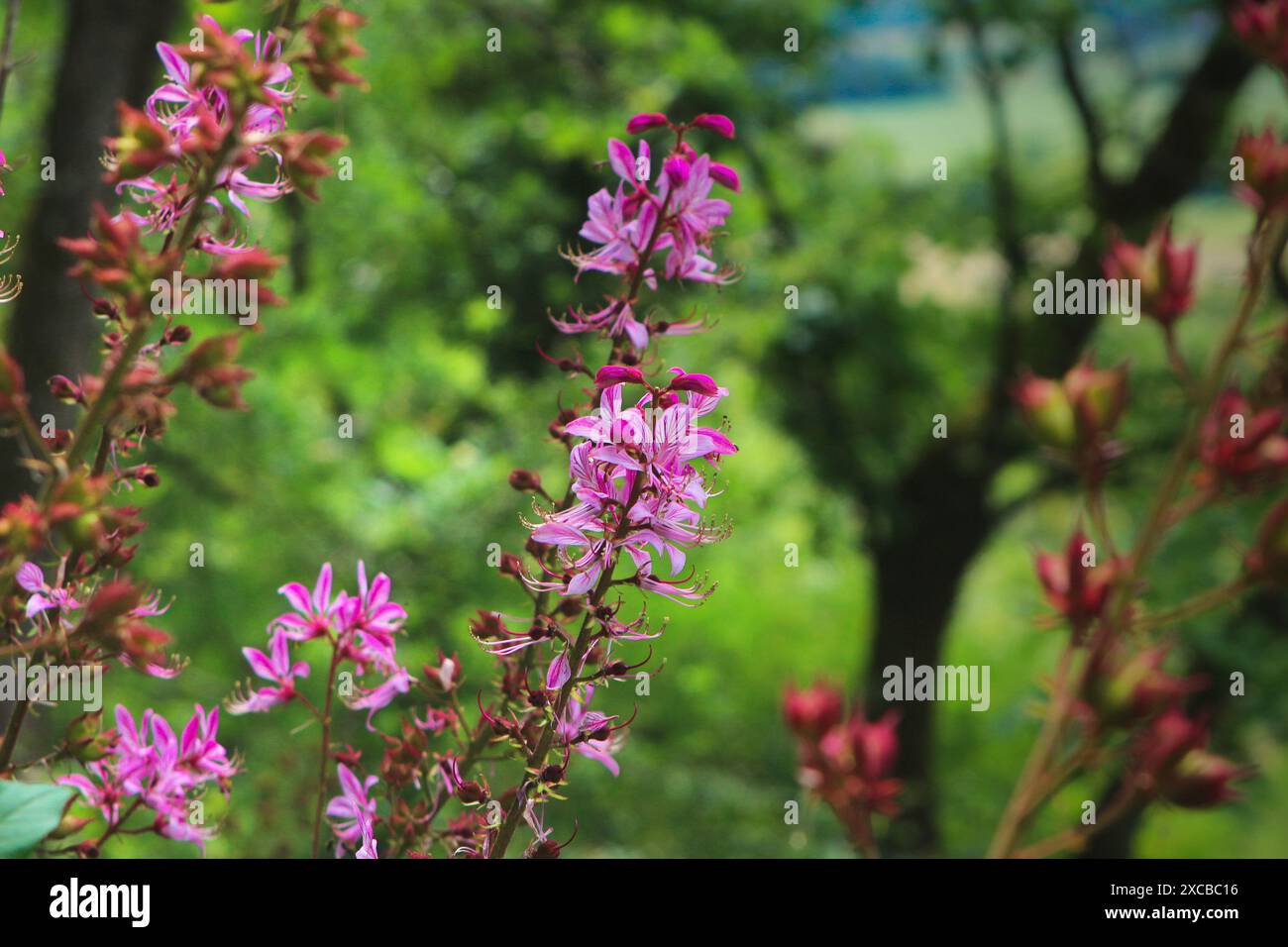 Burning bush (Dictamnus albus) a rarity and protected in Germany ...