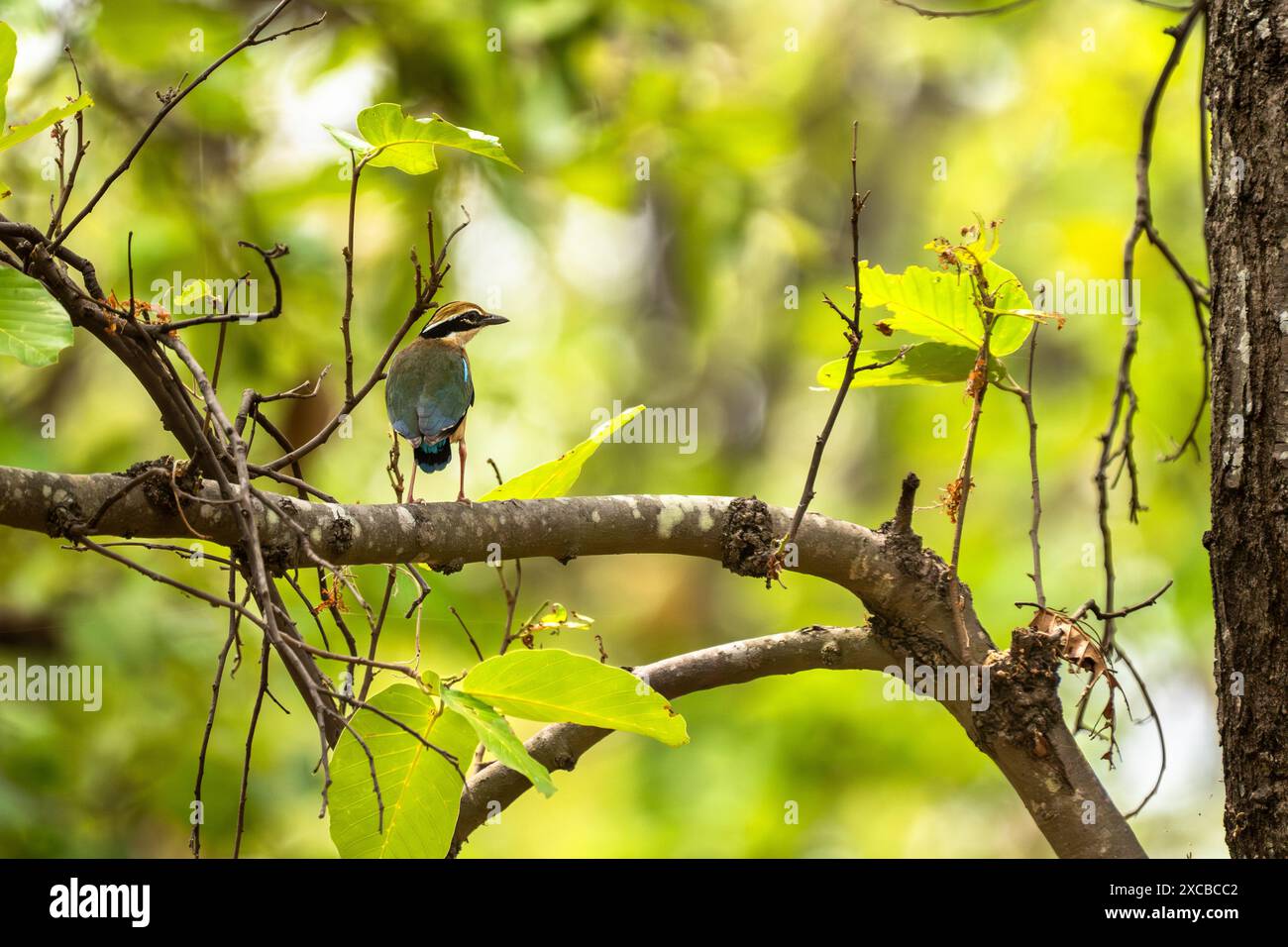 Indian pitta brachyura beautiful hi-res stock photography and images ...