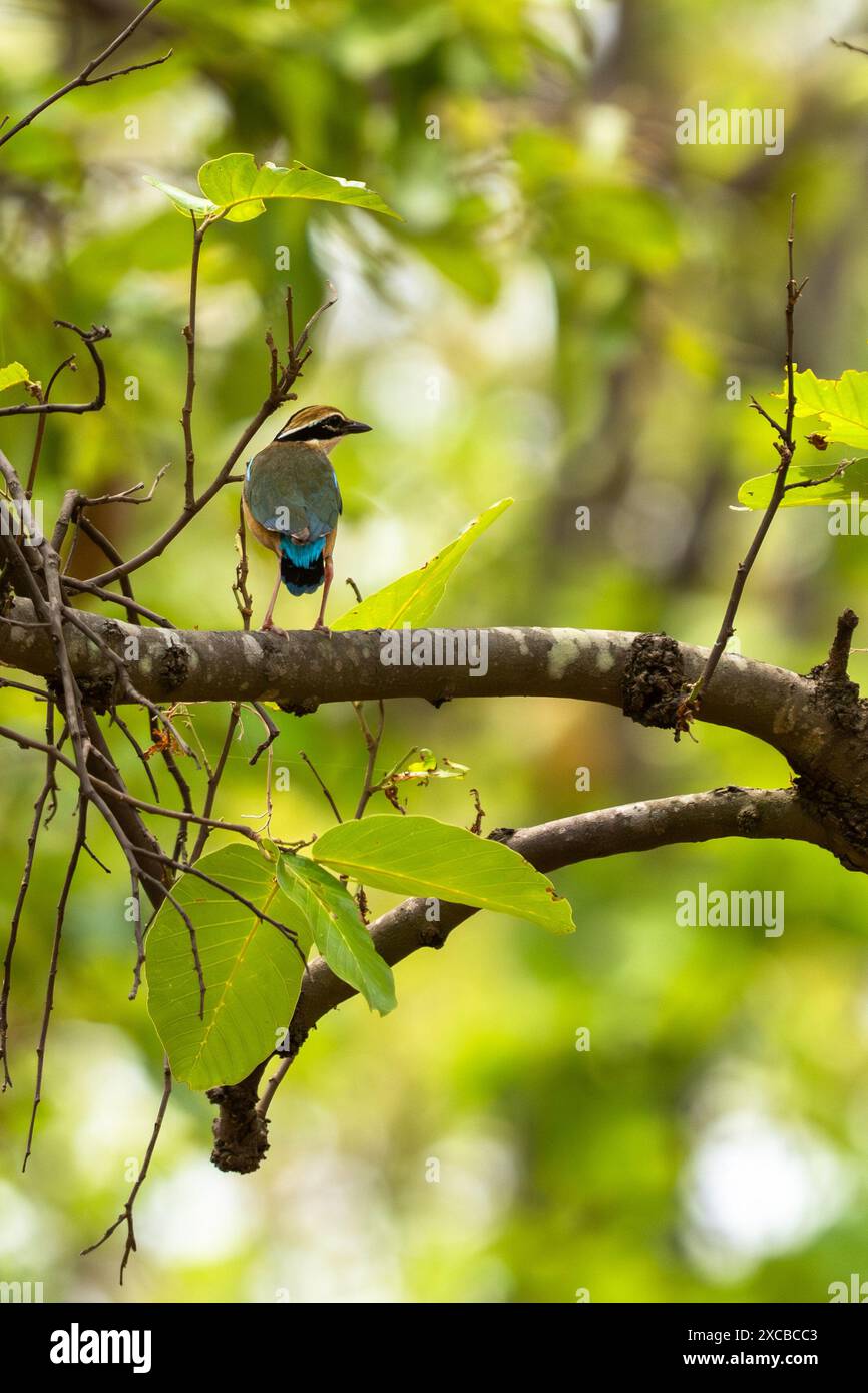 Indian pitta brachyura beautiful hi-res stock photography and images - Alamy