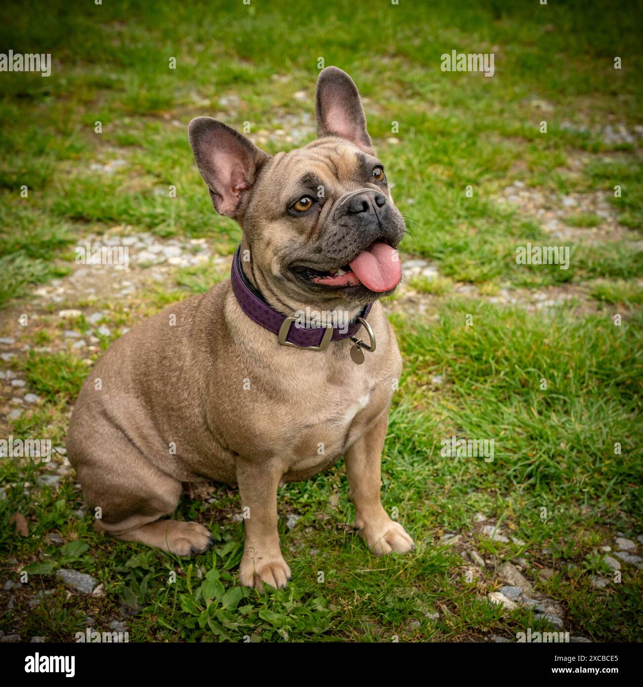happy young and playful French bulldog female dog in nature Stock Photo ...