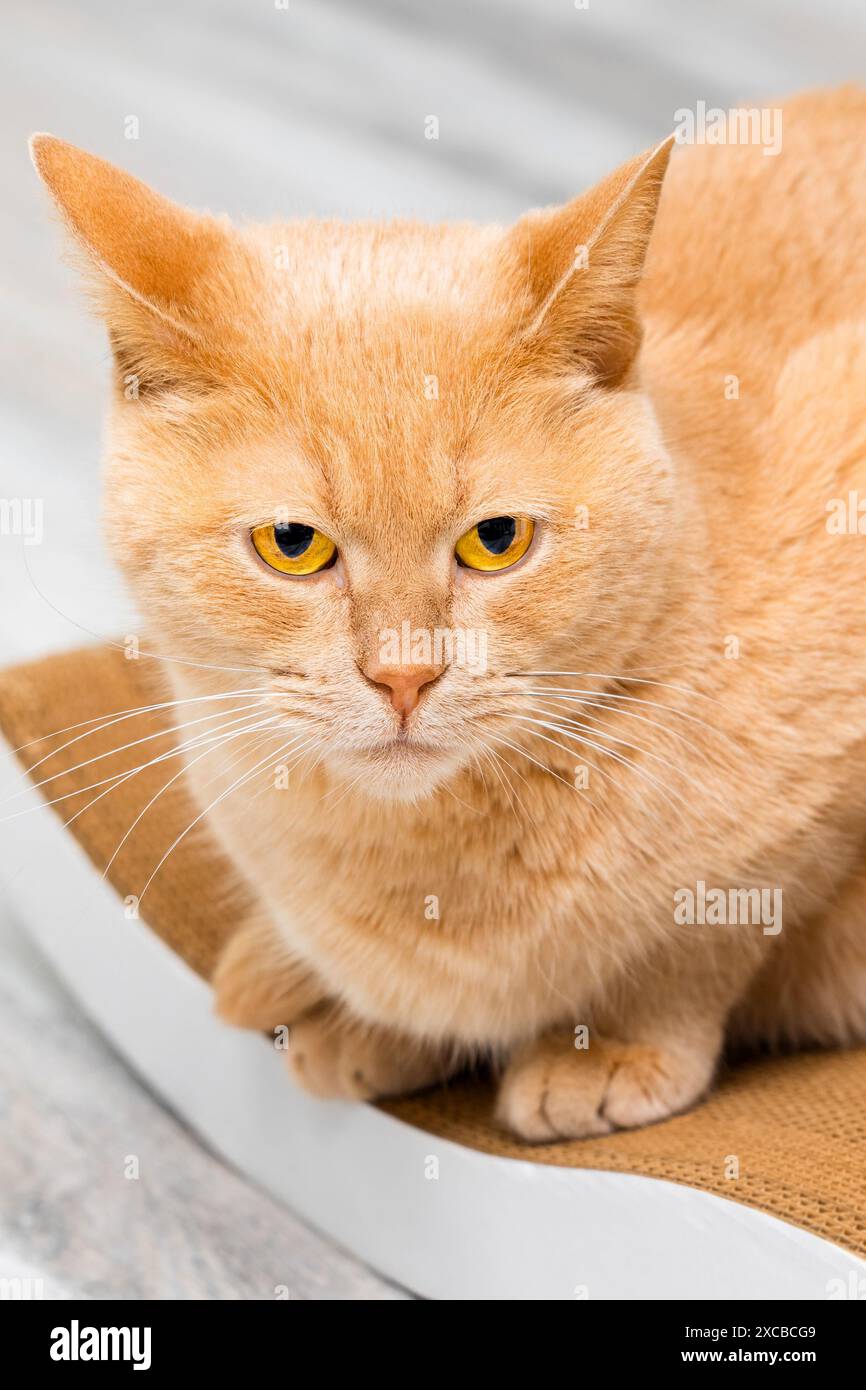 beige cat sitting on a floor scratching post. cardboard scratching post ...