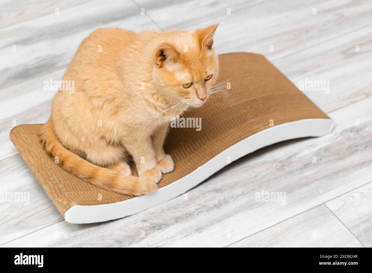 beige cat sitting on a floor scratching post. cardboard scratching post ...