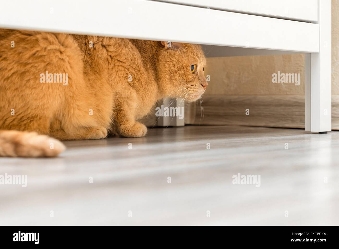 red cat hides under the closet from people. the cat is hiding under the ...