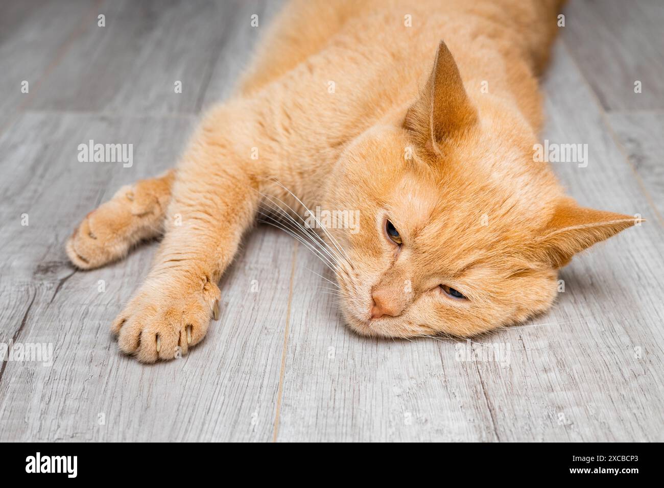 the cat lies on the floor with its paws outstretched. sick cat lying on ...