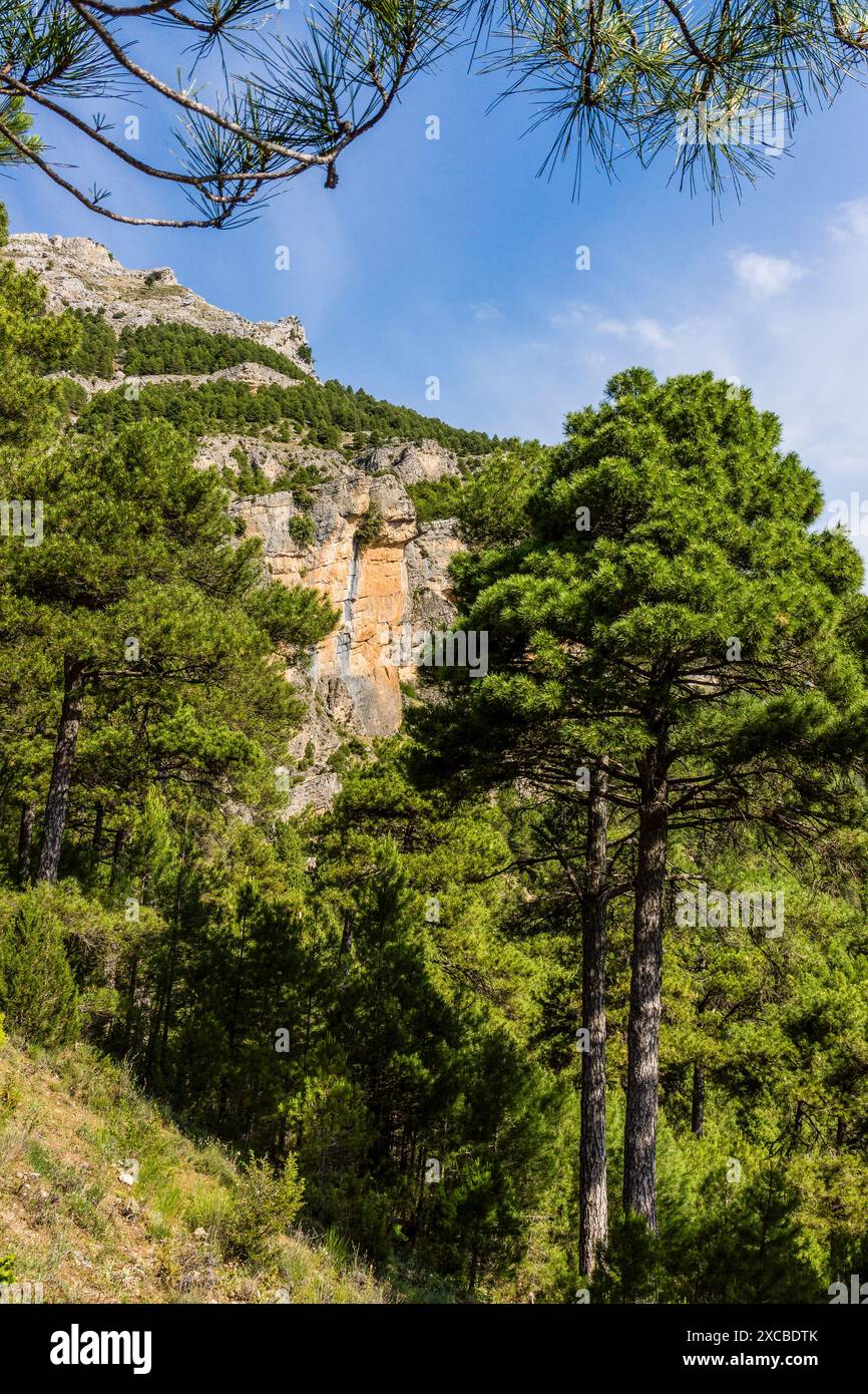 pine Salgareño, pinus nigra, Loma del Calar de Cobo , Natural Park of ...