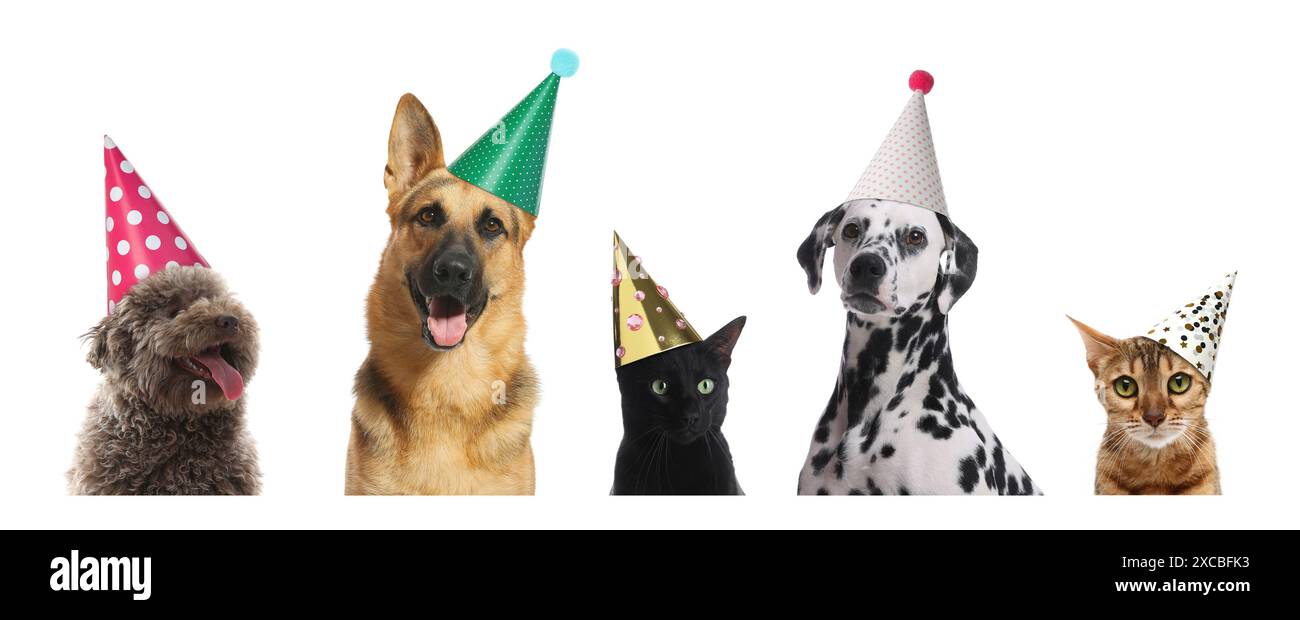 Many different animals with party hats on white background, collage ...