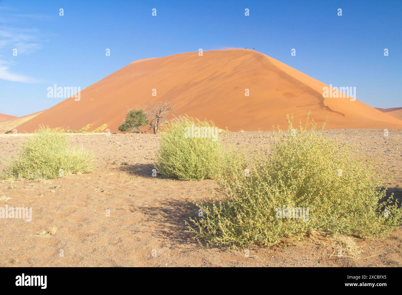 African landscape, beautiful sunset dunes, trees and nature of Namib ...