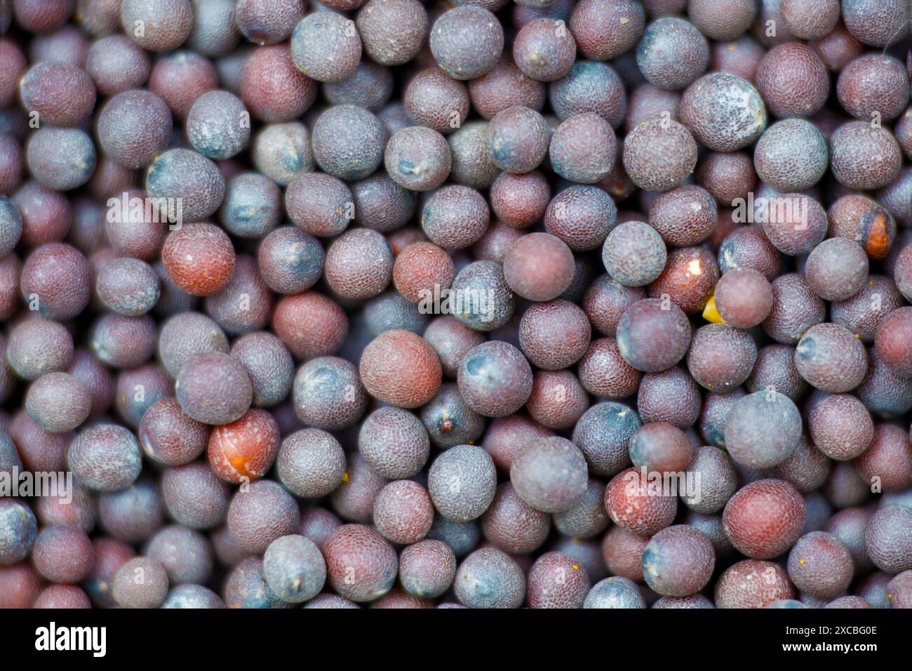 Close-up macro of an organic black mustard seed (Brassica nigra) on a ...