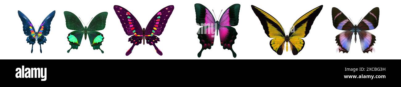 Vibrant exotic butterflies with diverse wing patterns and colors are ...