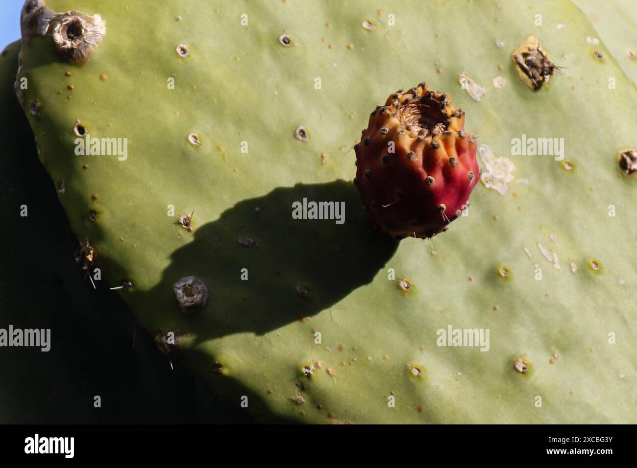 Prickly pear tree malta hi-res stock photography and images - Alamy