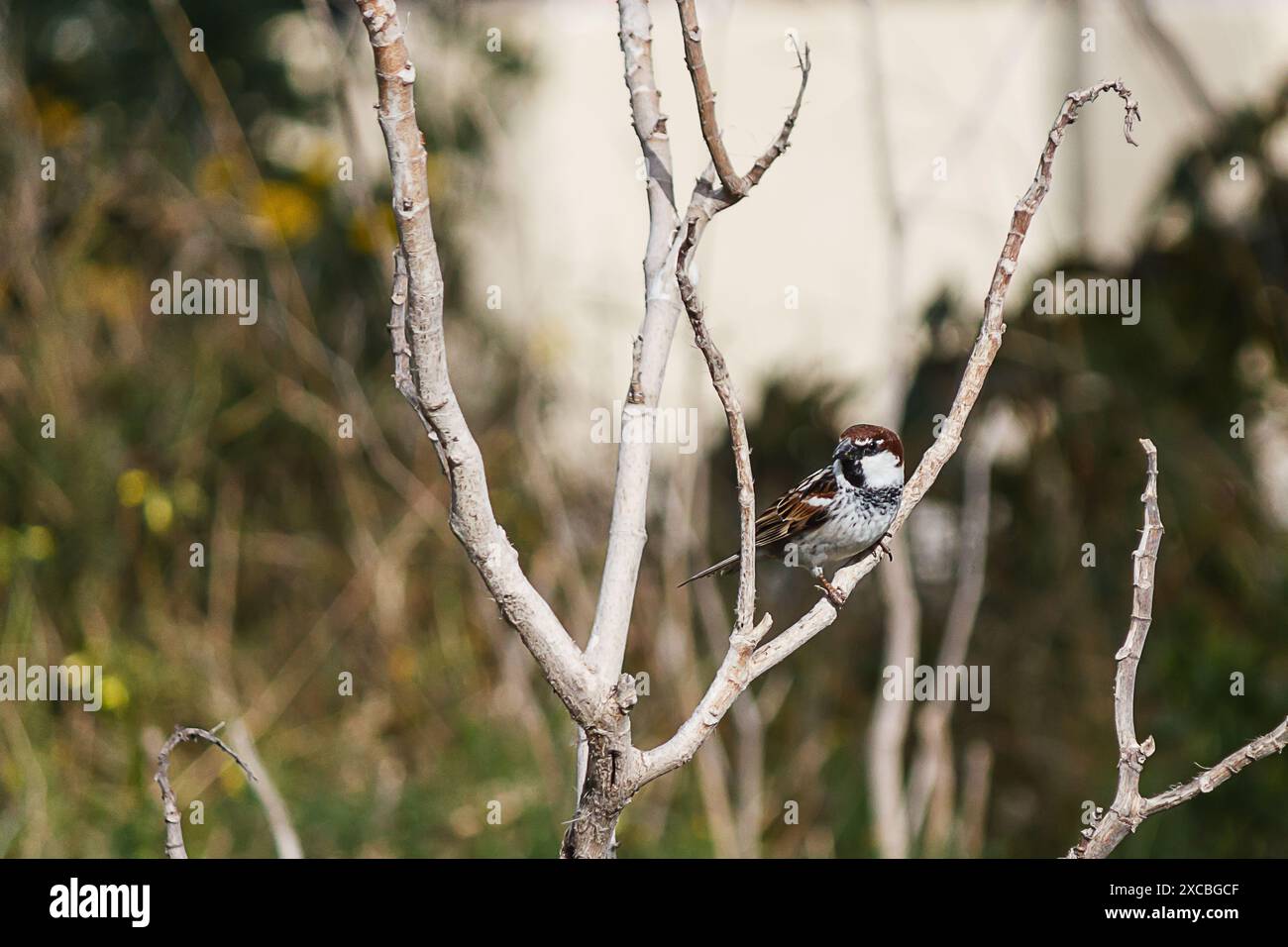 Bird by small tree hi-res stock photography and images - Alamy