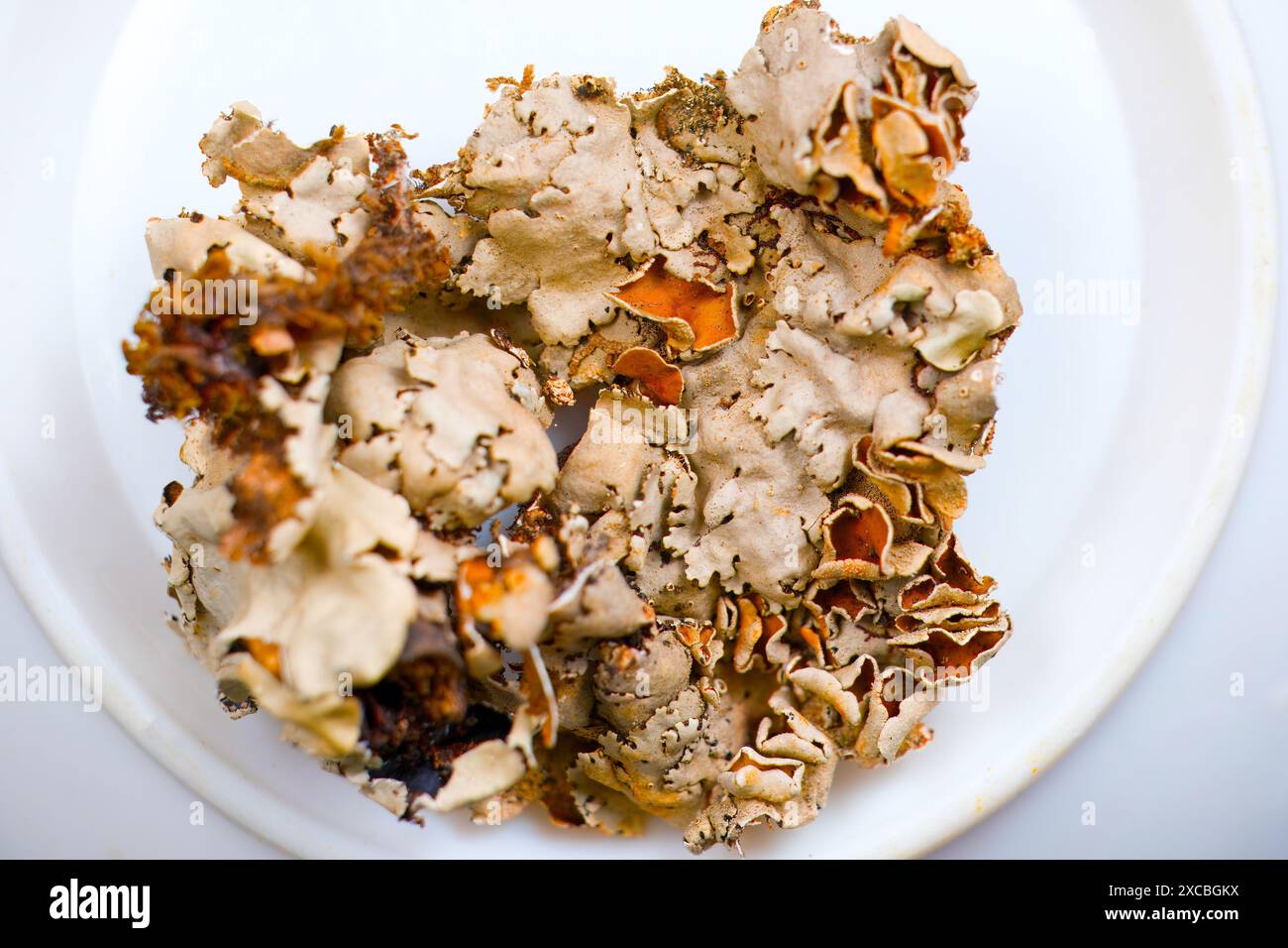 front side Black stone blossom, also known as kalpasi or dagad phool ...