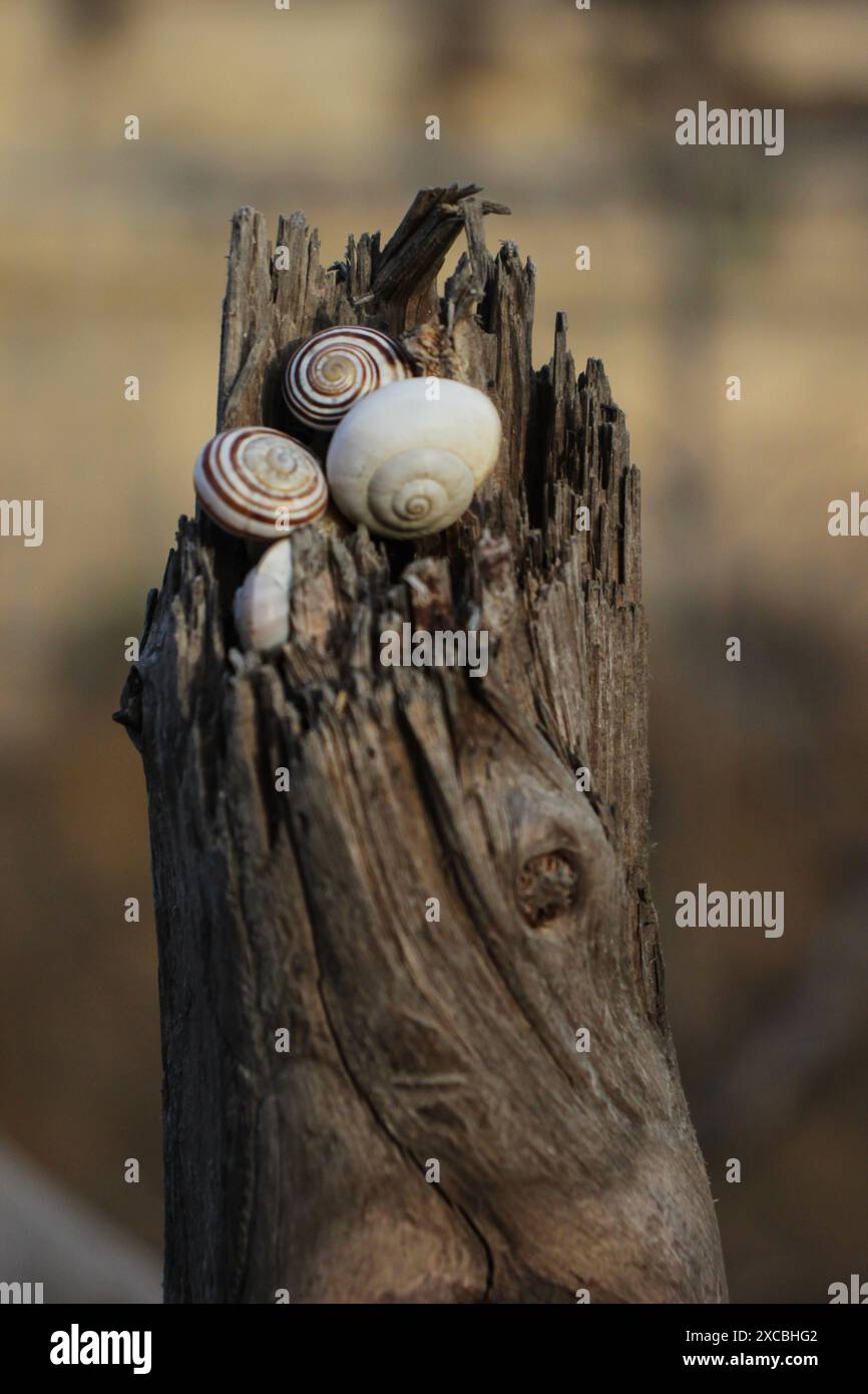 Closeup snail spiral shell hi-res stock photography and images - Alamy