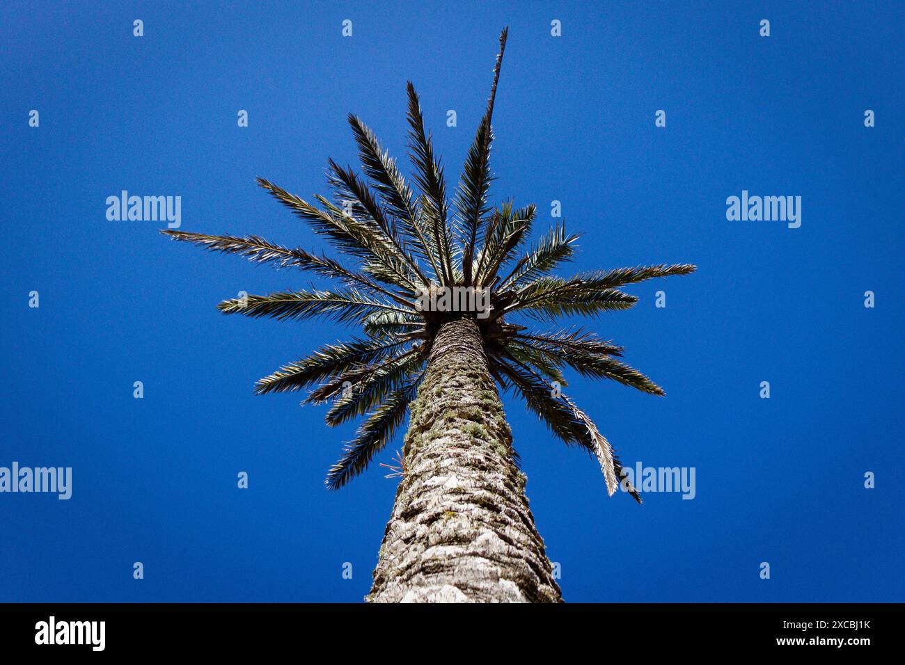 palm tree in the wind Stock Photo - Alamy