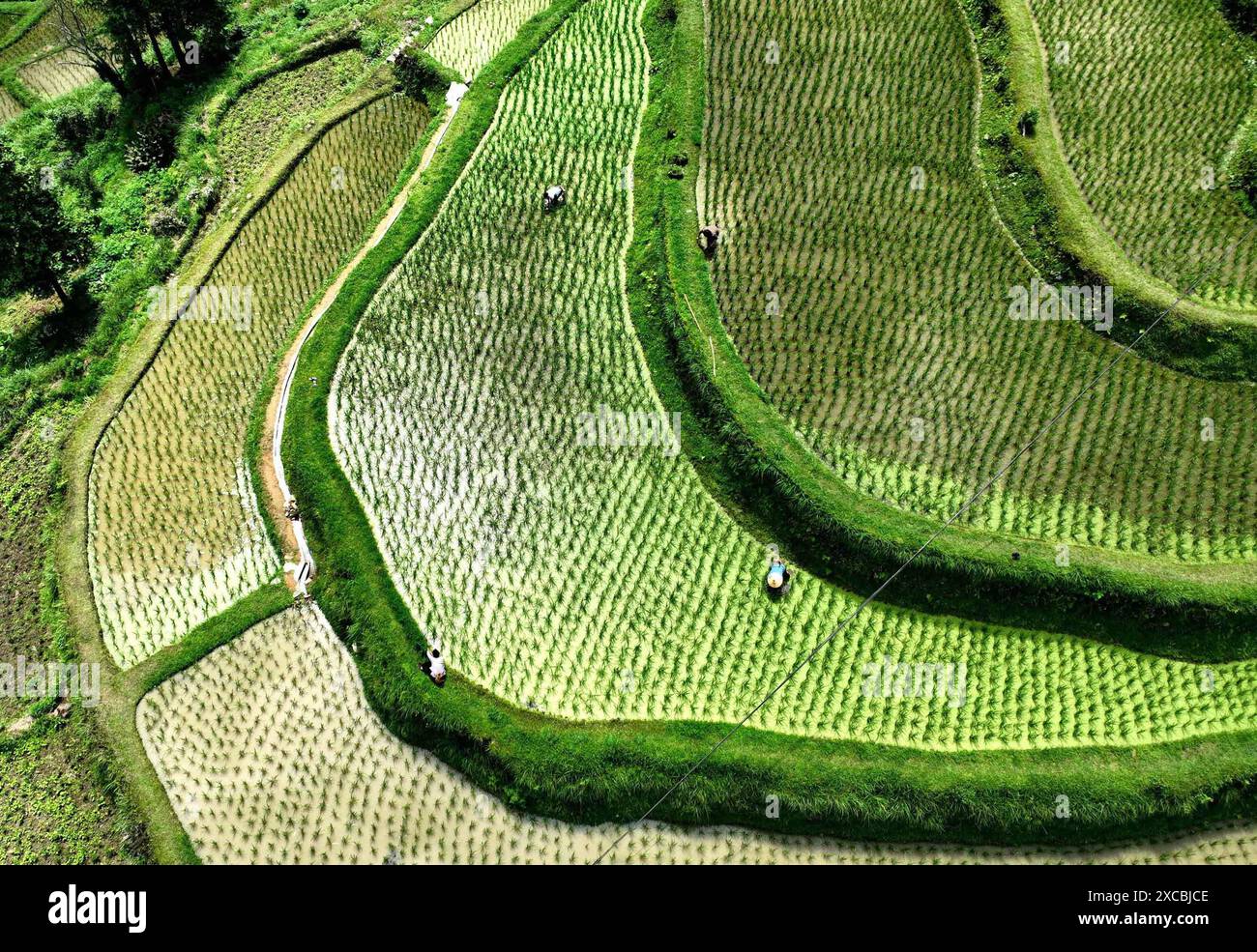 GUIZHOU, CHINA - JUNE 16, 2024 - Villagers work in a terraced field in ...