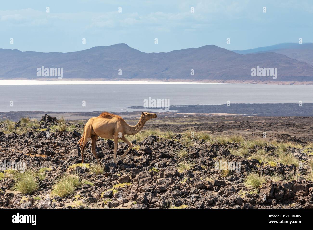 Camel walking on the shores of Lac Assal salt lake, the lowest point of ...
