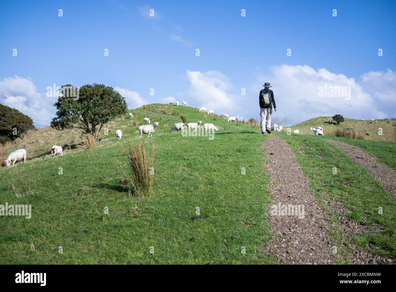 Man walking uphill with sheep grazing along the walkway. Duder Regional ...