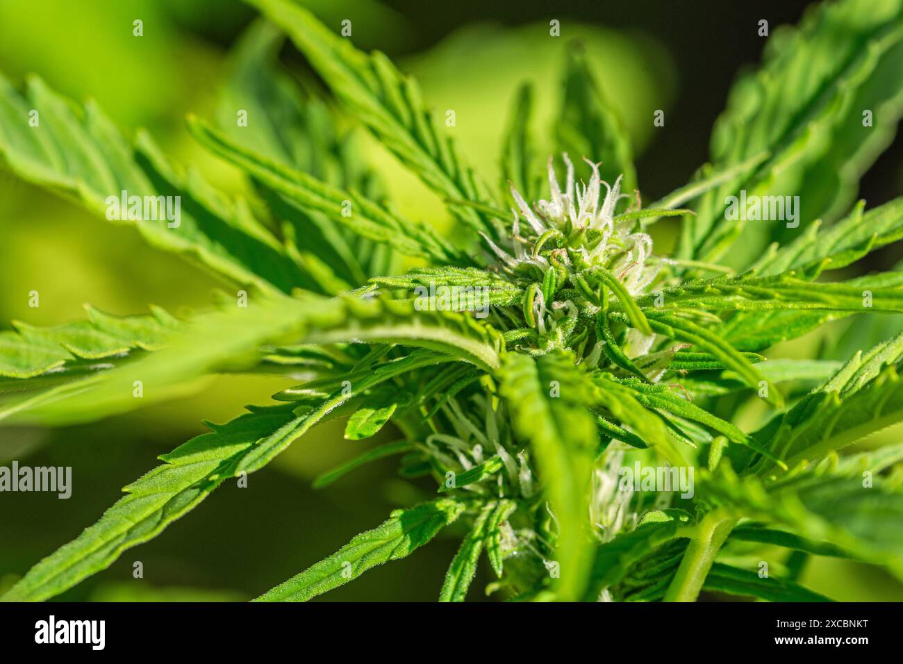 Female feminized cannabis marijuana plant in early flowering stage Stock Photo - Alamy