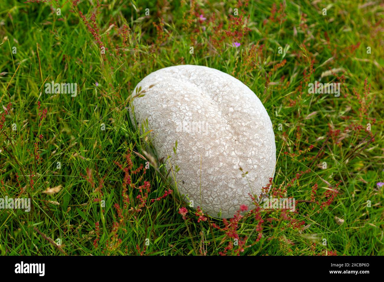 The giant puff ball mushroom hi-res stock photography and images - Alamy