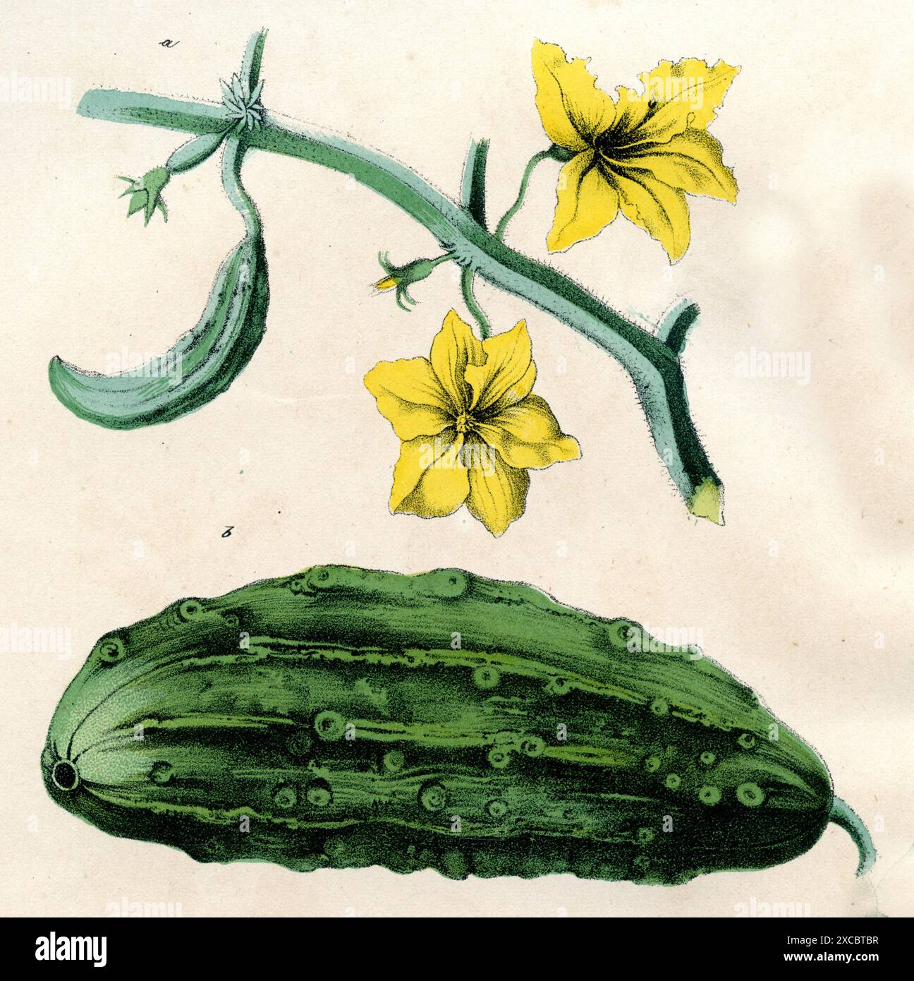 Cucumis sativus drawing hi-res stock photography and images - Alamy