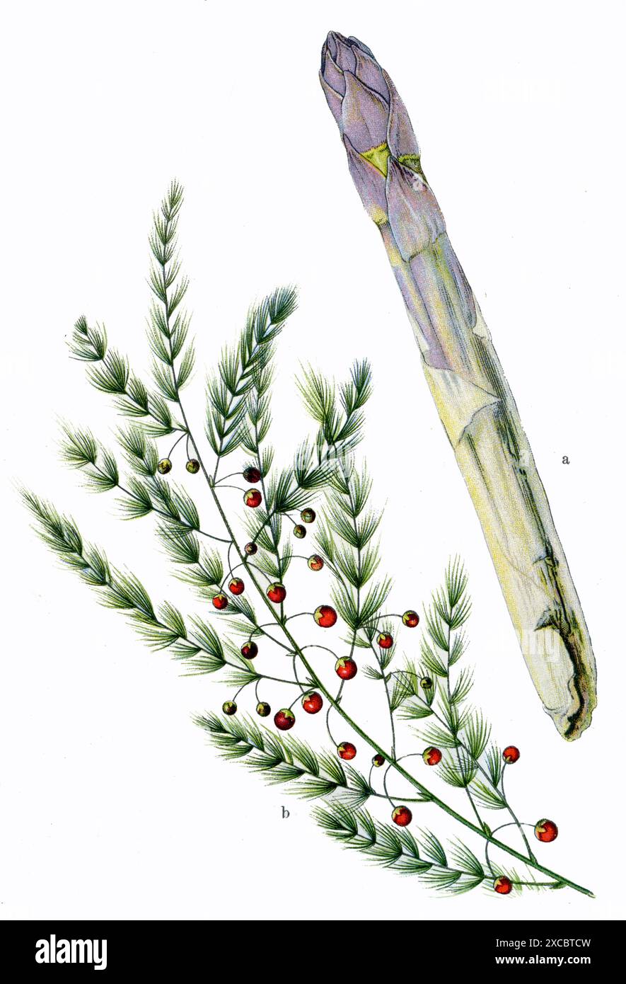 Spargel officinalis illustration Cut Out Stock Images & Pictures - Alamy