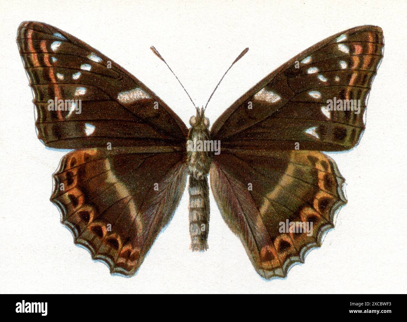 Poplar Admiral Limenitis populi, (zoology book, 1922), Großer Eisvogel ...