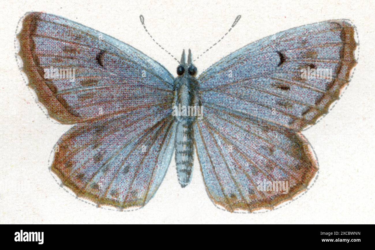 large blue Phengaris arion, (zoology book, 1922), Quendel ...