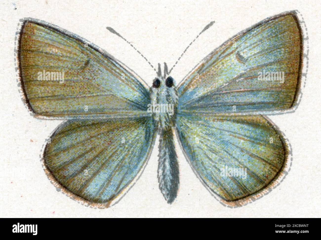 Lycaena damon hi-res stock photography and images - Alamy