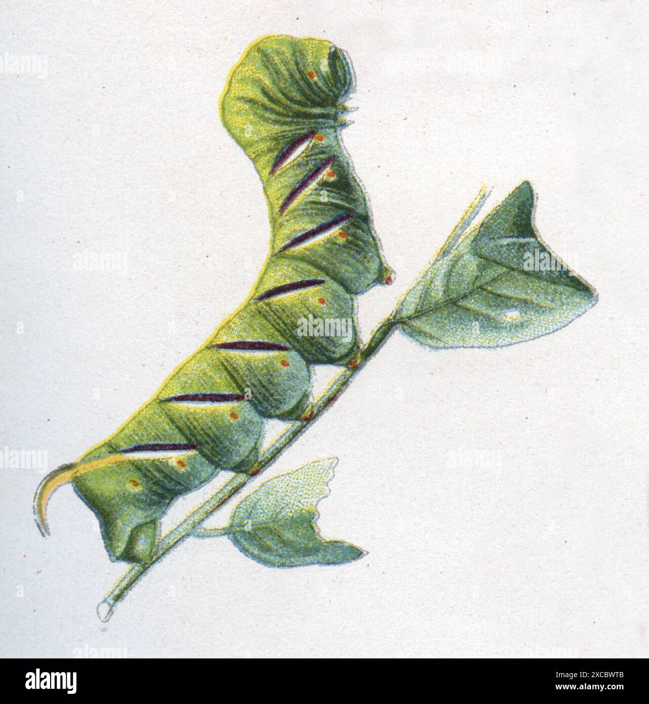 privet hawk-moth, caterpillar Sphinx ligustri, (zoology book, 1922 ...