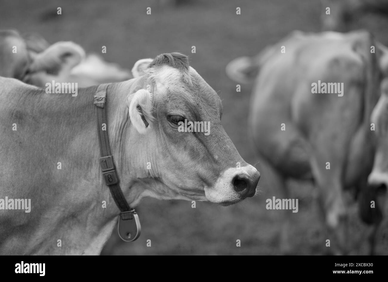 Cow on lawn. Cow grazing on green meadow. Holstein cow. Eco farming ...