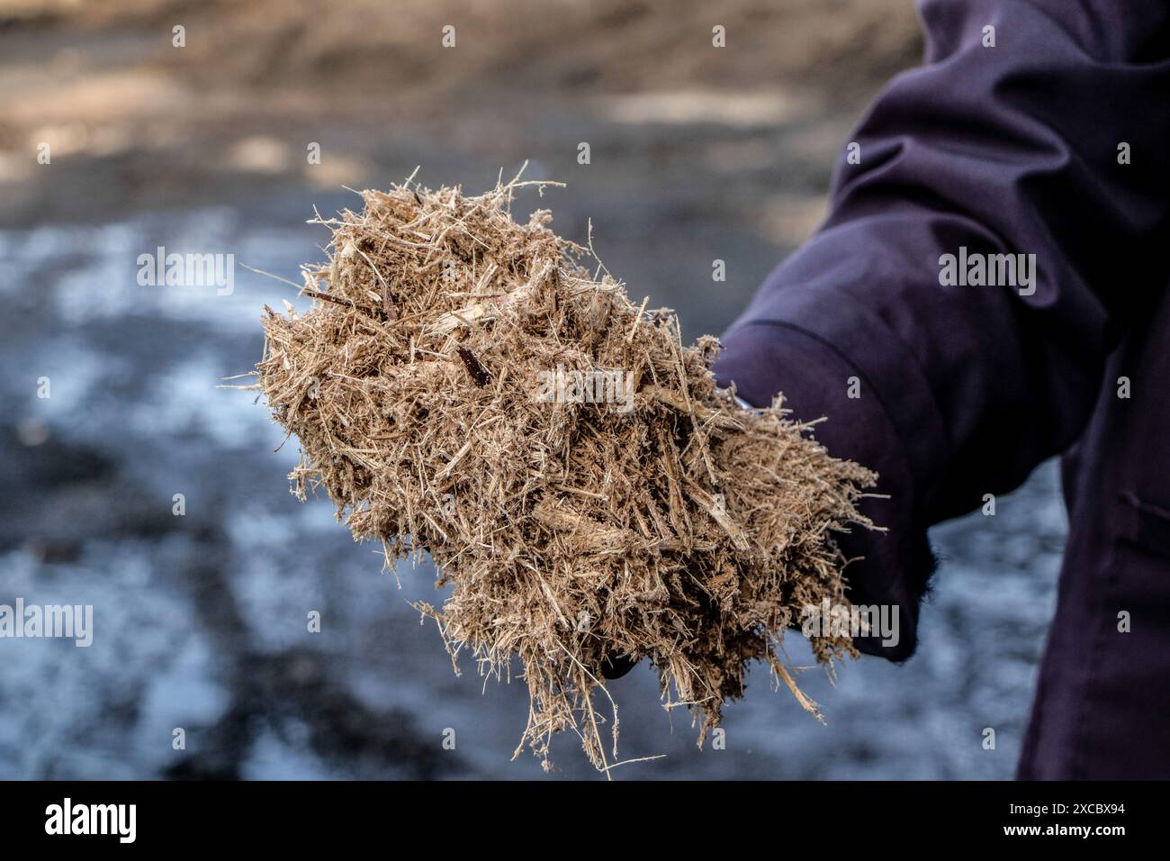 A detail of a manís hand holding bagasse, the residual fiber from ...