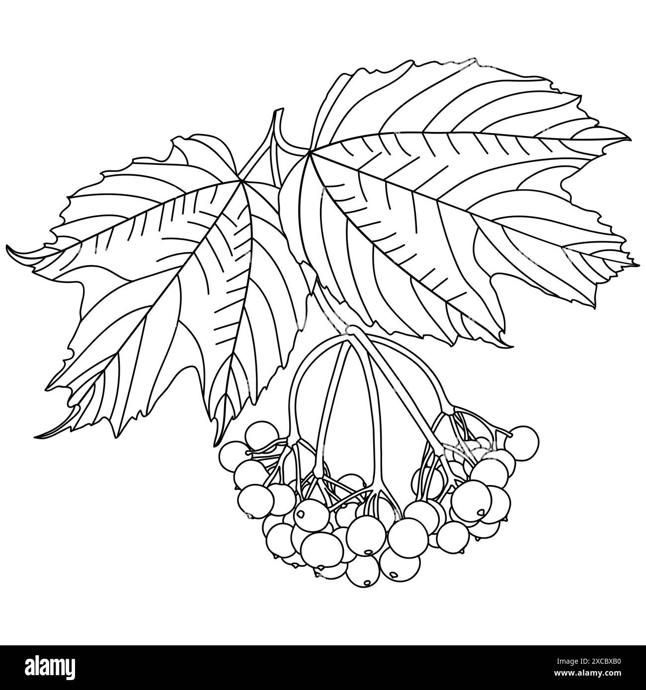 Outline viburnum leaf Stock Vector Images - Alamy