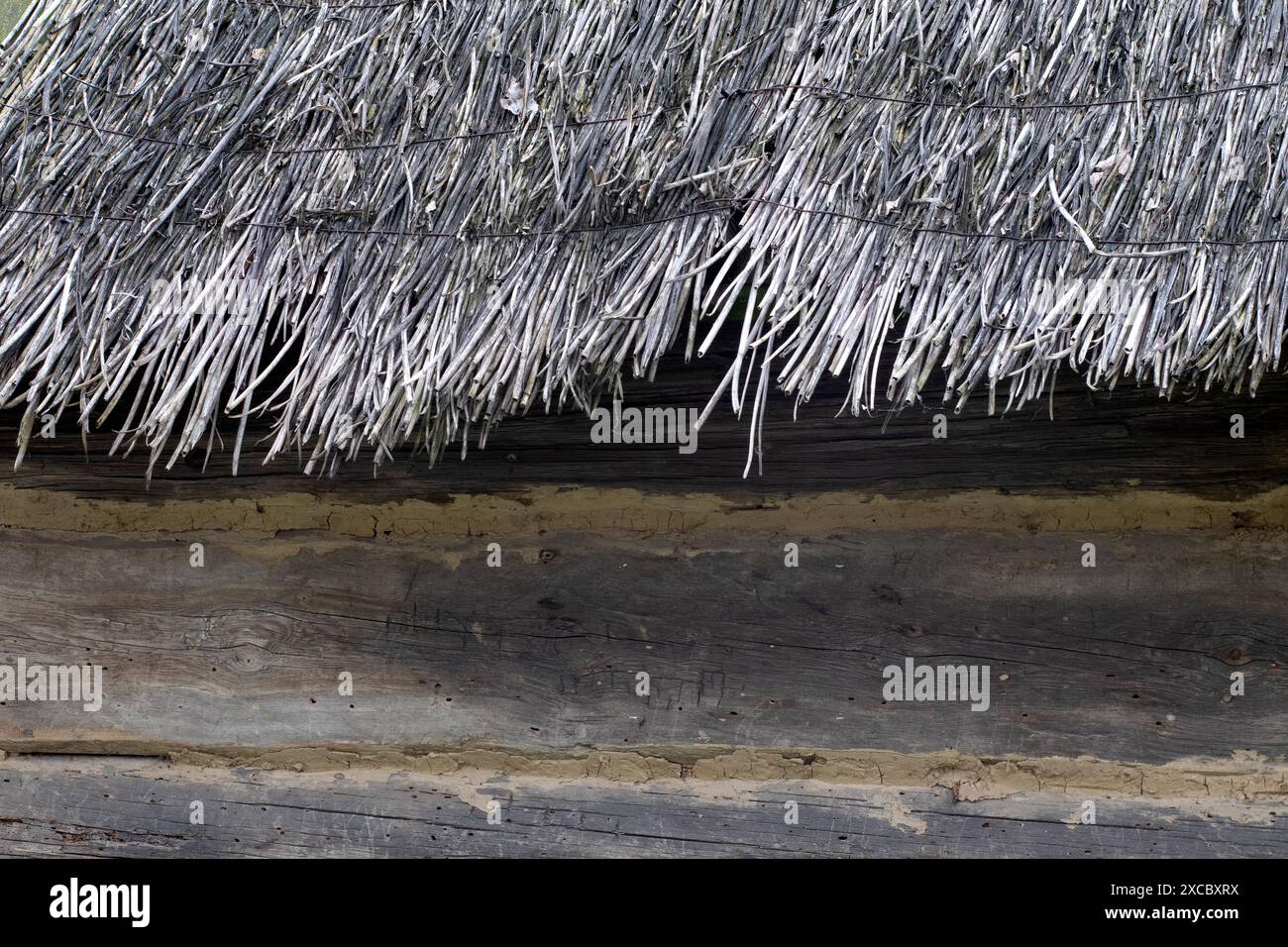 Dirty roof with dense moss and gutter with leaves and moss, requiring ...