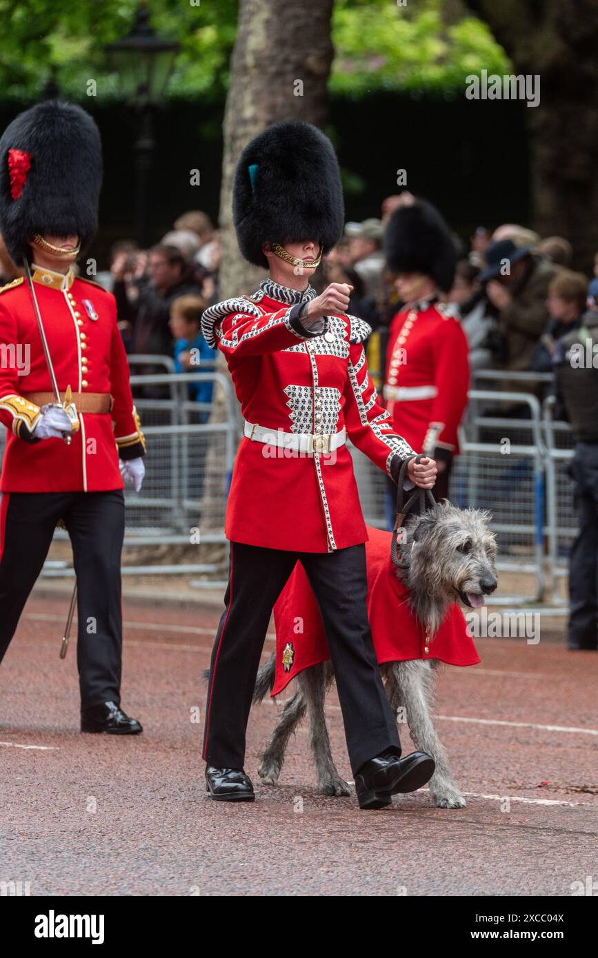 Number 9 Company Irish Guards led by Irish Wolfhound Turlough Mor ...