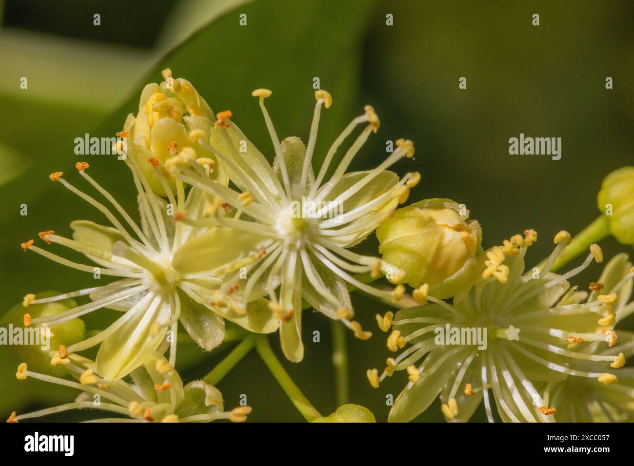 Flowers of Tilia cordata, the small-leaved lime or small-leaved linden ...