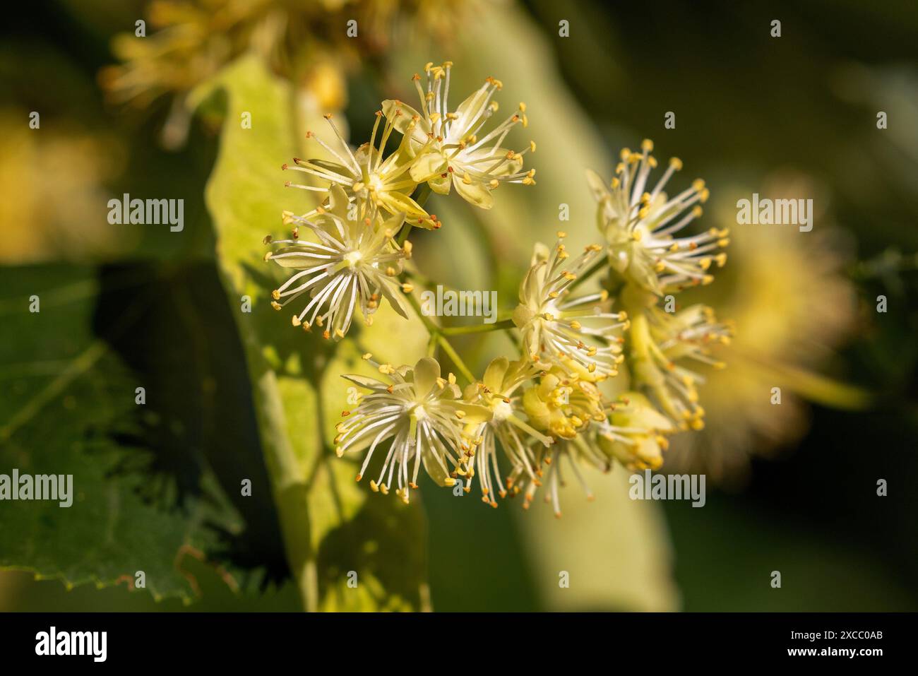 Flowers of Tilia cordata, the small-leaved lime or small-leaved linden ...