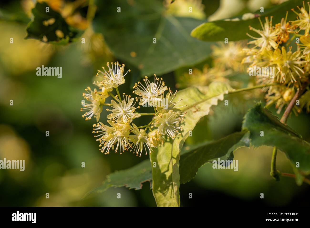 Flowers of Tilia cordata, the small-leaved lime or small-leaved linden ...