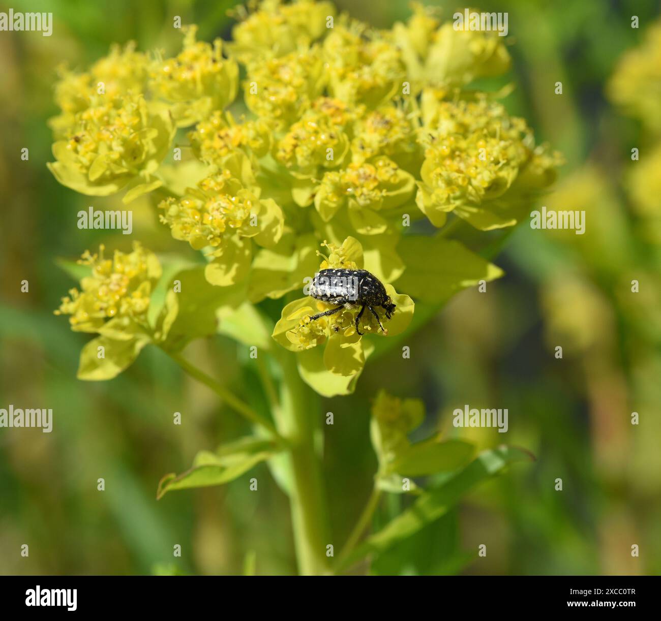 Rosenkaefer-Larve, Cetonia, aurata, sind hinten etwas dicker als vorn ...