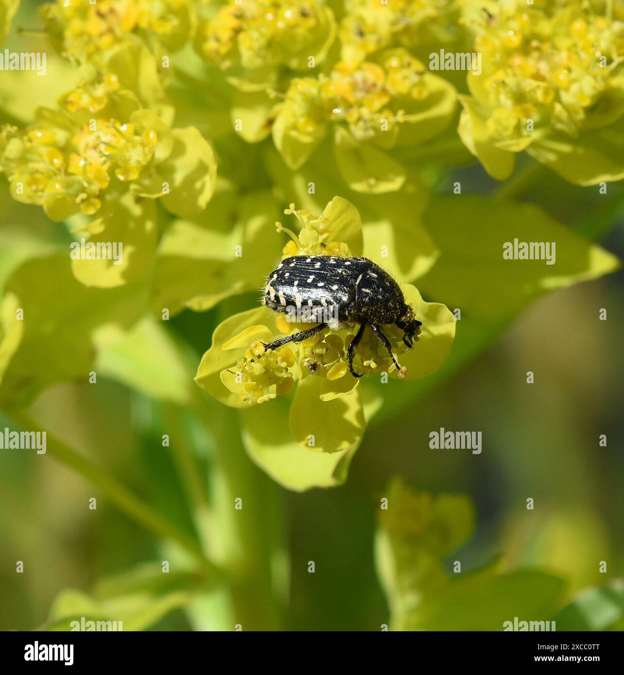 Rosenkaefer-Larve, Cetonia, aurata, sind hinten etwas dicker als vorn ...