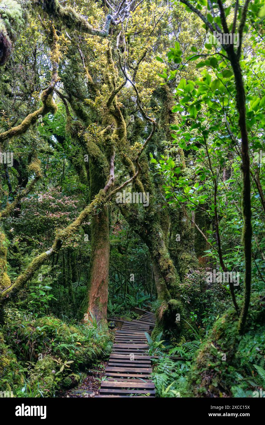 Mangorei track hi-res stock photography and images - Alamy