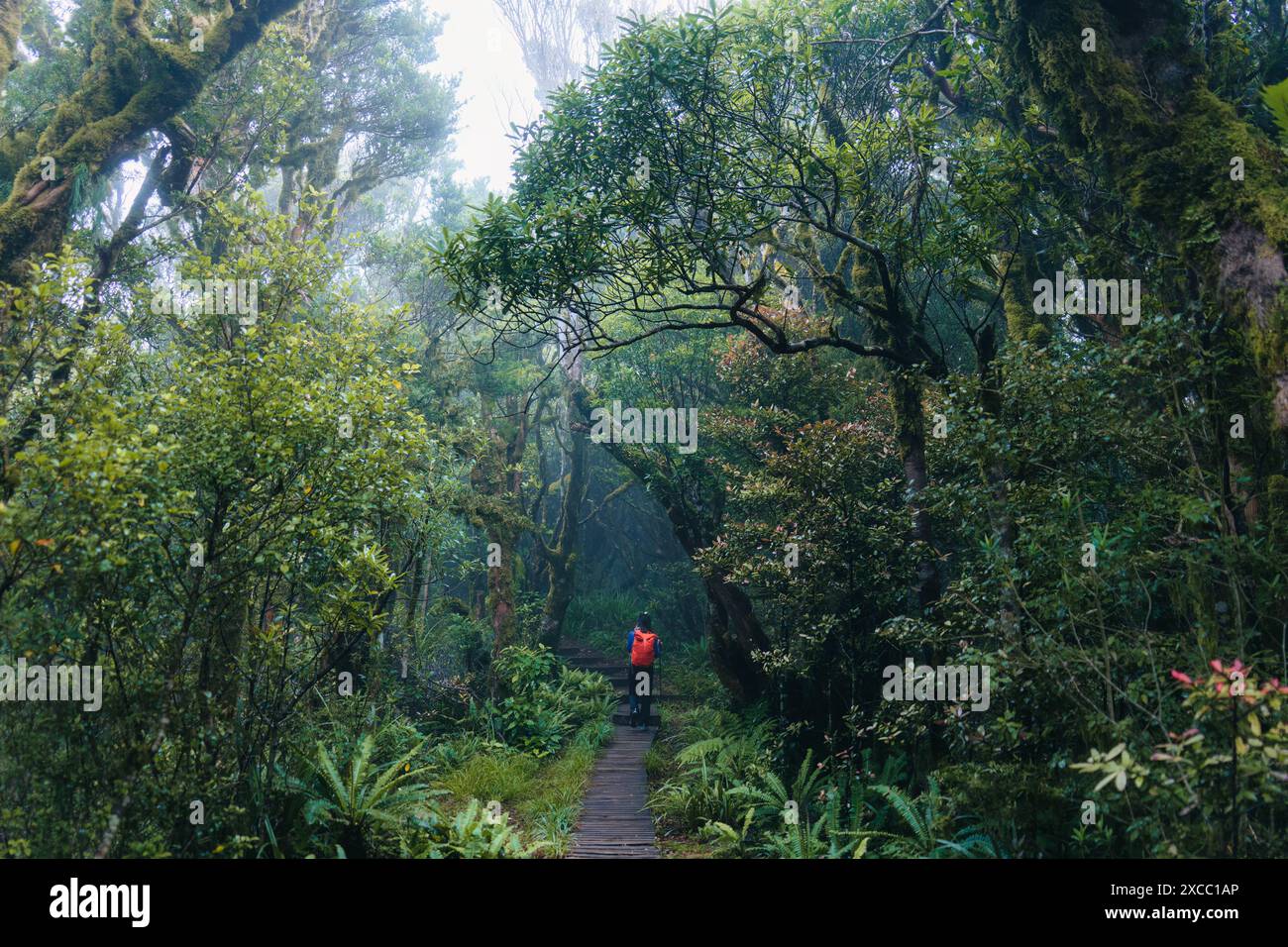 Mysterious lush tropical rainforest with female tourist hiking on ...