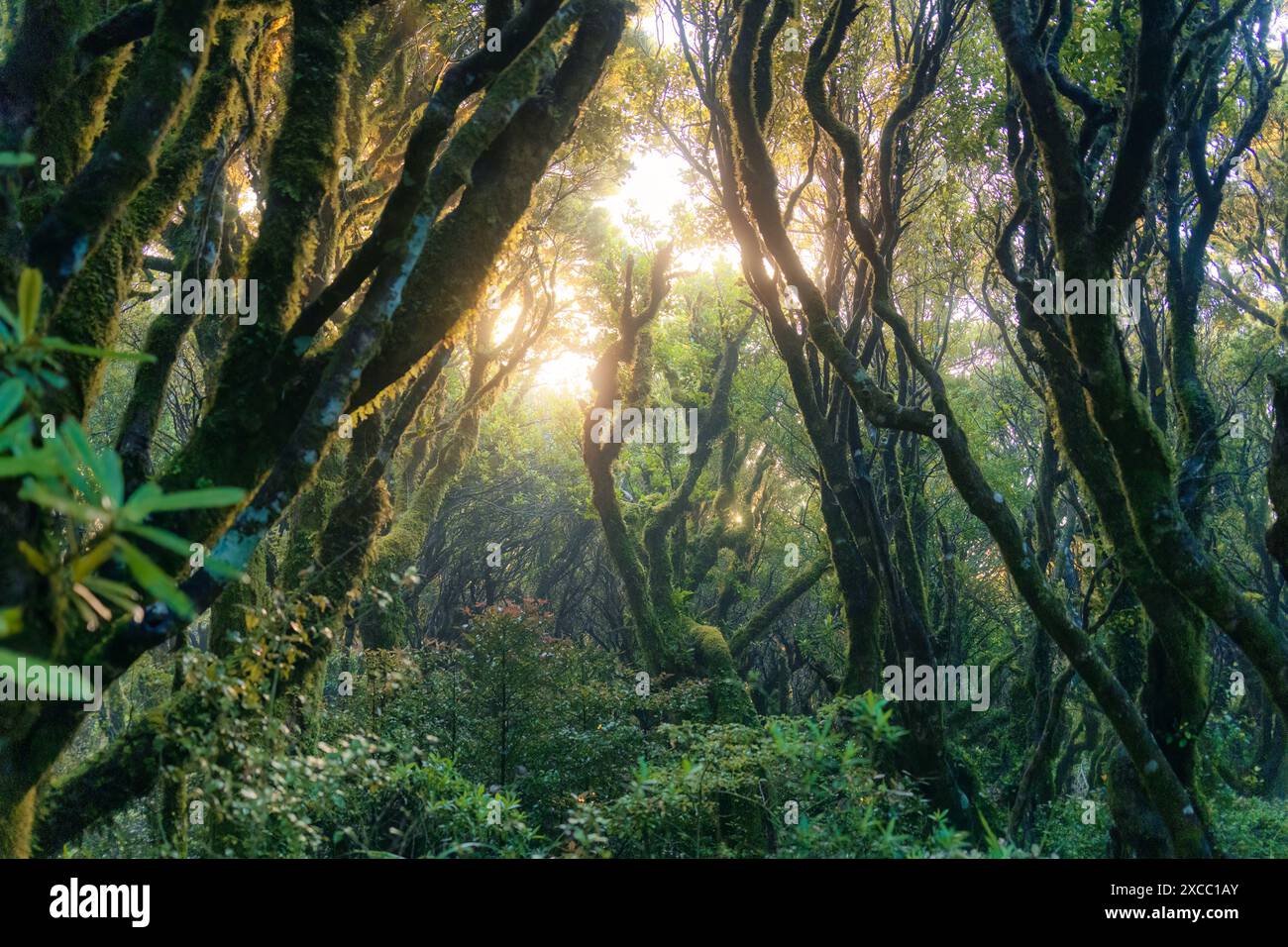 Mysterious woodland lush tropical rainforest with sunlight shines ...