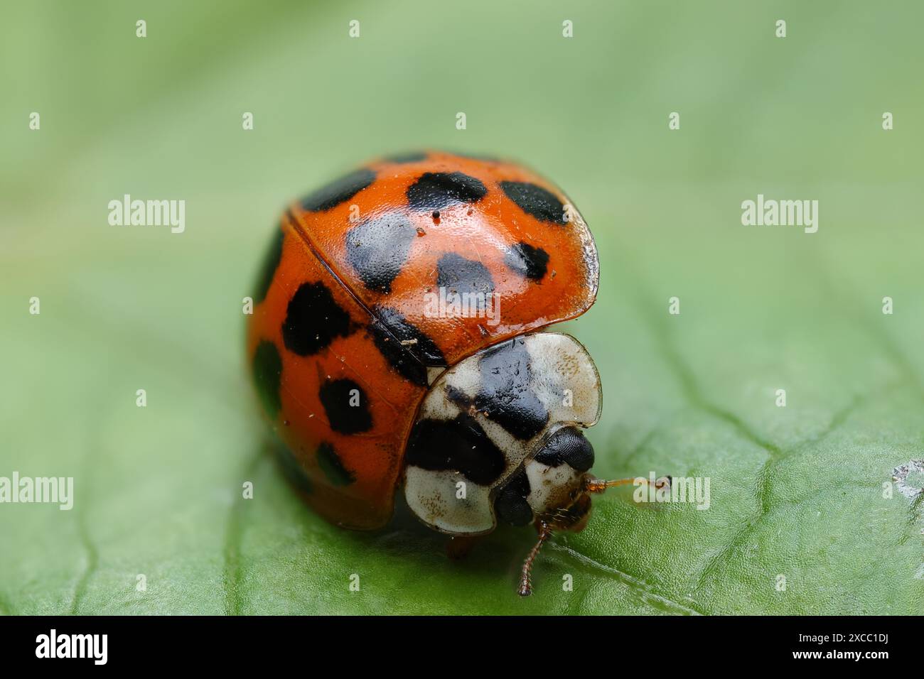 Closeup shot red spot hi-res stock photography and images - Alamy